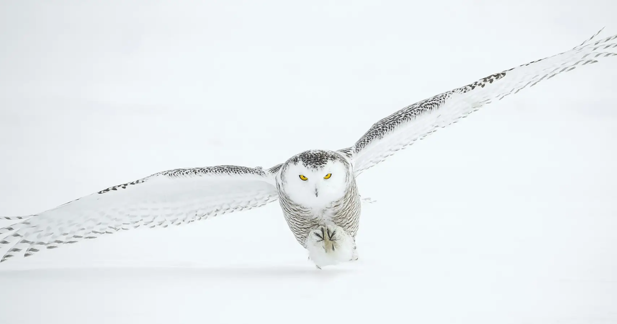 CSS Owl Selector Offers Simple Solution for Managing Sibling Element ...