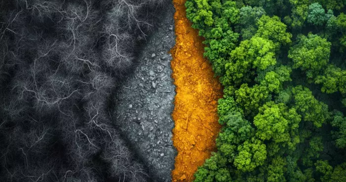 What Is a Website's Carbon Footprint and How to Build an ECO Website